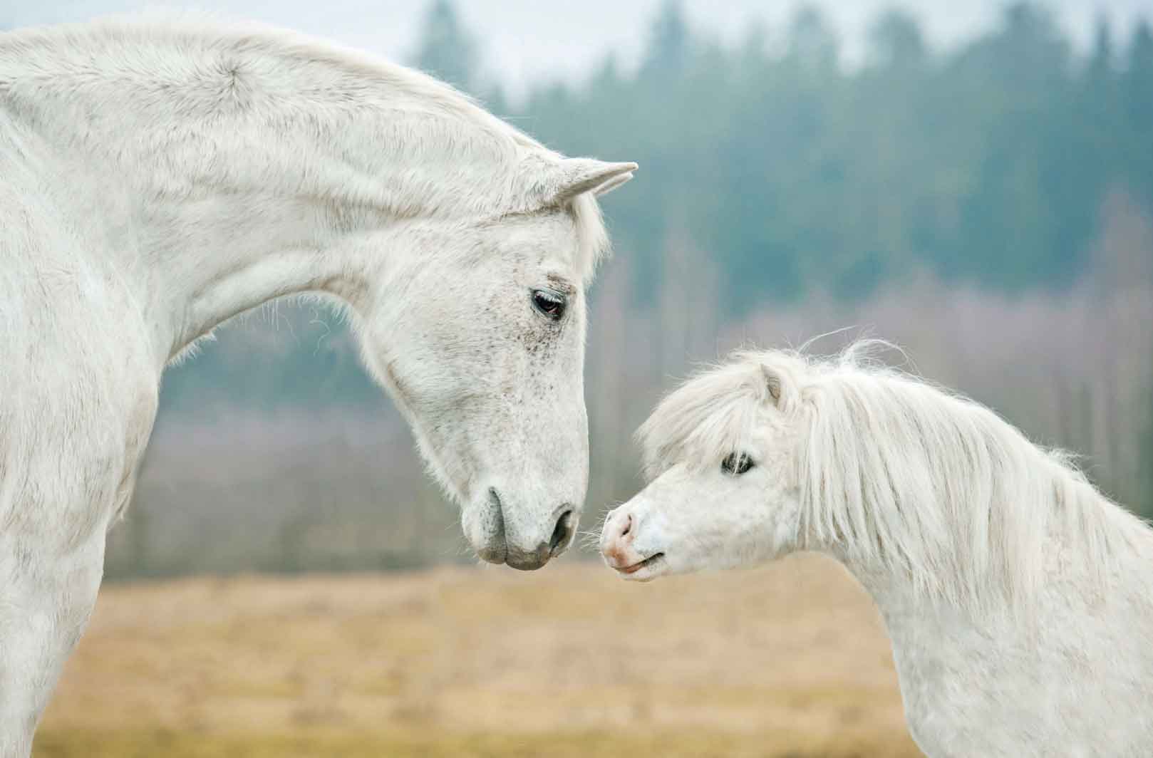 Measuring Horses & Ponies - The Pony Island